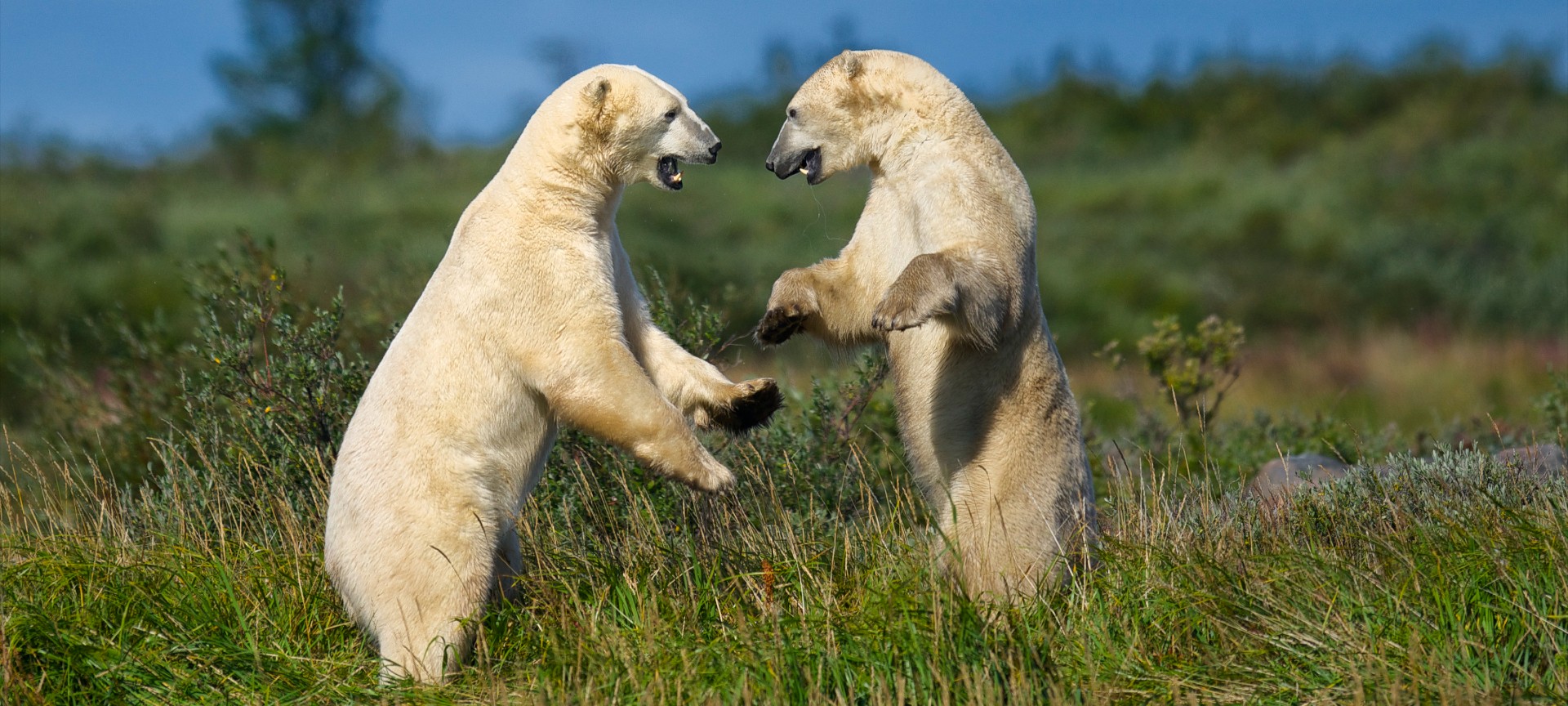 Pure Canada – Whales & Bears, Art & Culture